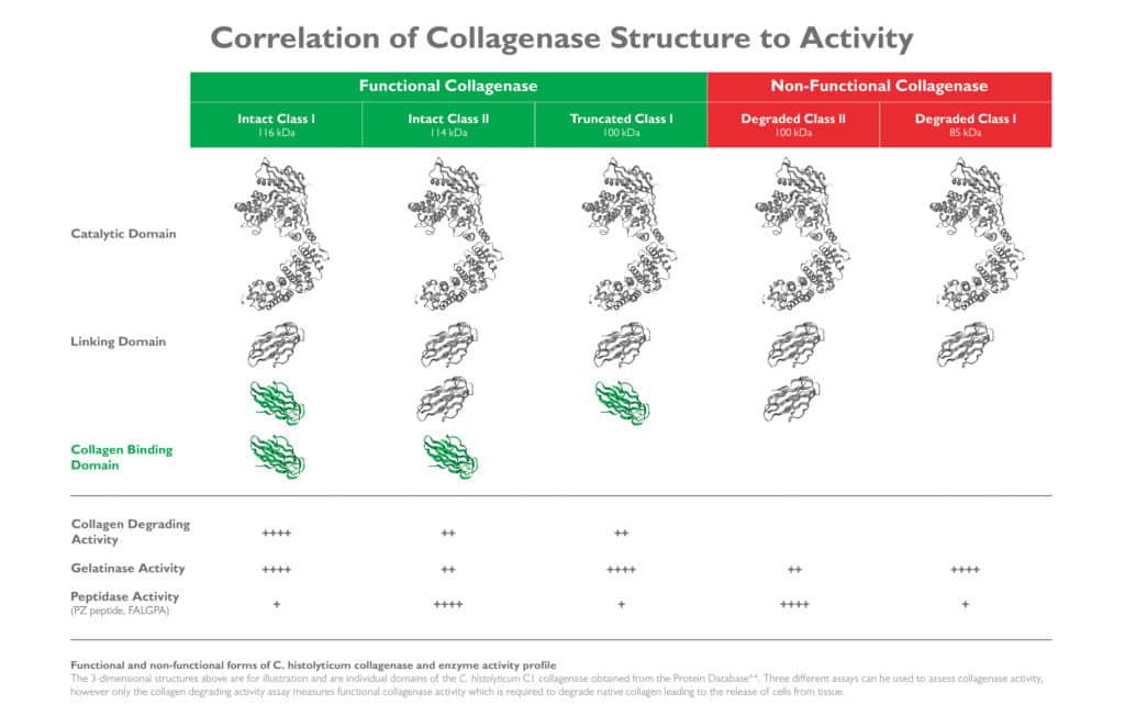 Collagen Degradation by Clostridial histolyticum Collagenases - VitaCyte
